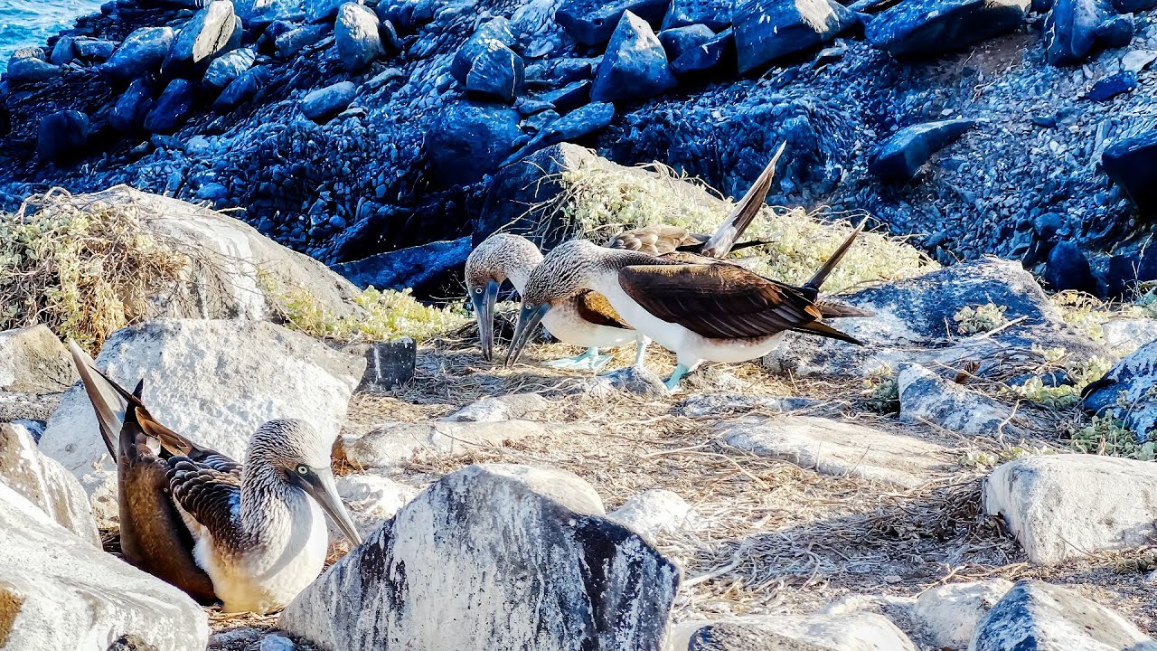 Avventure nel mondo, viaggio Galapagos 2022, Española, Suarez Point ...