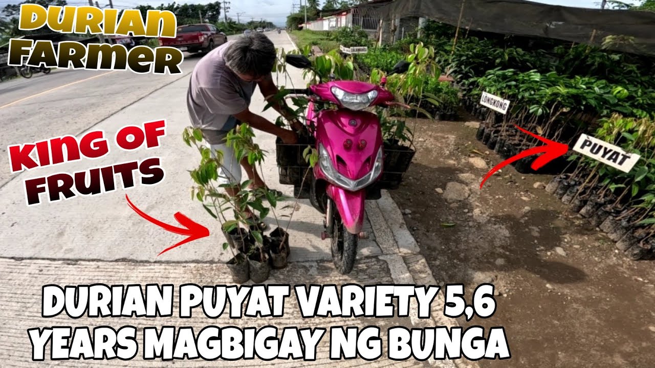 DURIAN PUYAT VARIETY 5 TO 6 YEARS MAPAKINABANGAN NA.KING OF FRUITS.DURIAN FARMING. - YouTube