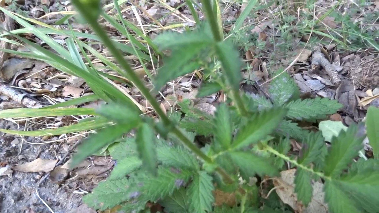 Aigremoine Eupatoire ou Agrimonia eupatoria, plante de l’Hérault - YouTube