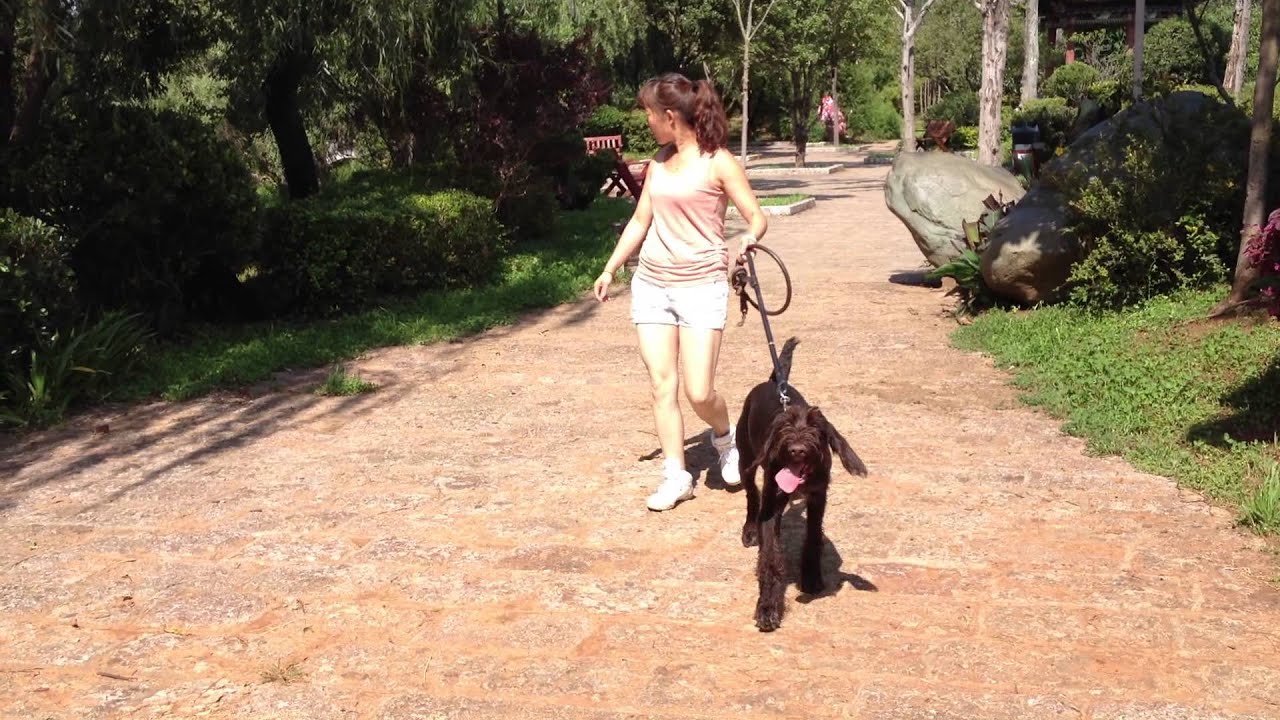 Does anyone know the problem with my puppy's front left paw? - YouTube