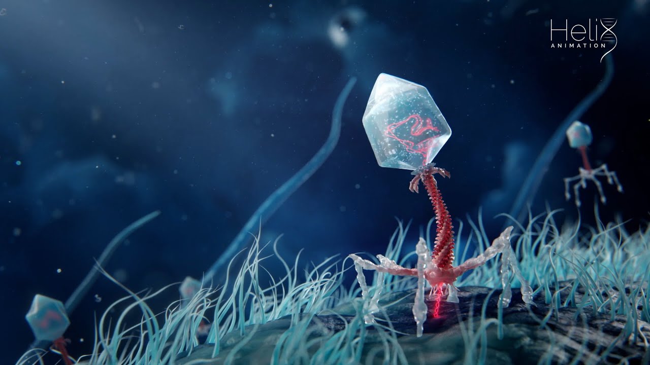 Bacteriophages in Action - YouTube