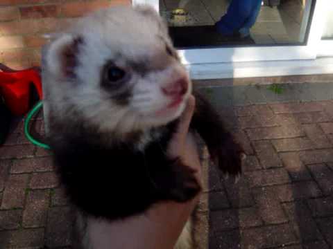 ferret fun - YouTube
