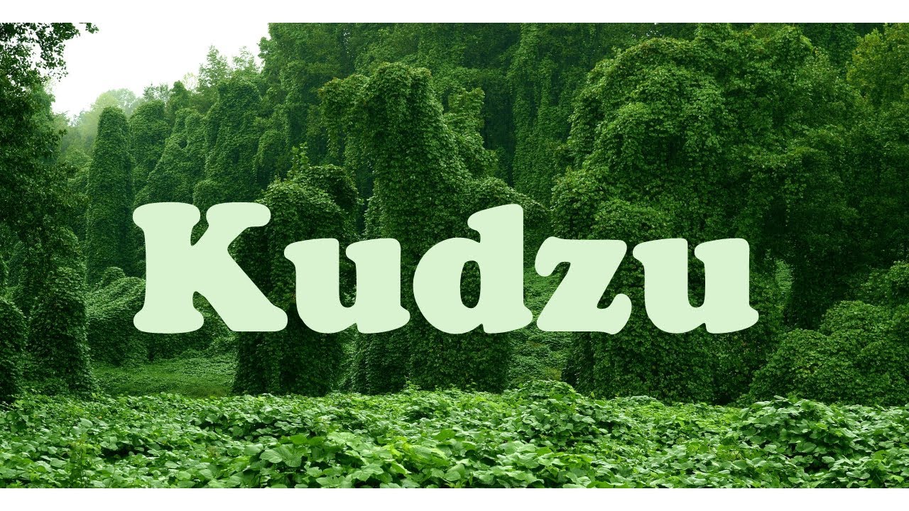 (Educational Video) Let's Learn about An Interesting Plant: Kudzu! # ...