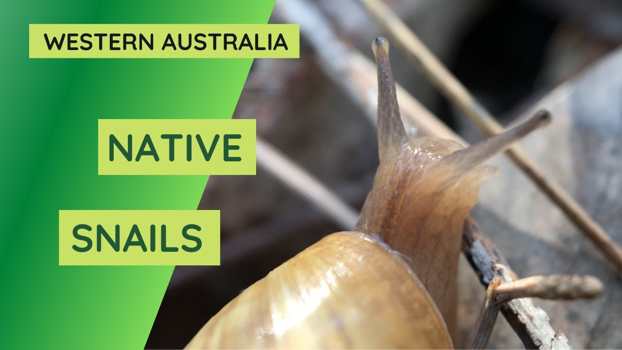 Snails of Perth, Western Australia - Bothriembryon bulla and ...