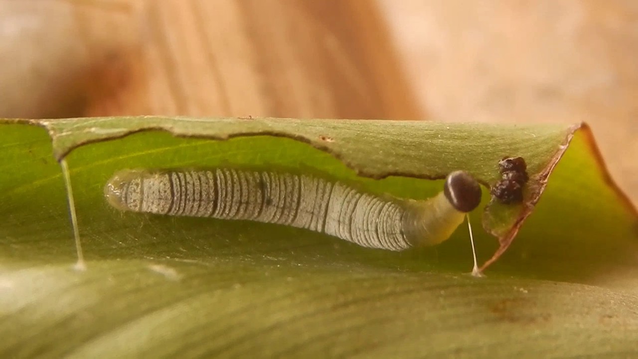 Leaf Rolling Caterpillar (Erionota thrax) - YouTube