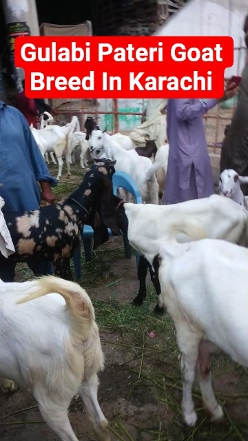 Gulabi Pateri Goat Breed In Karachi #farmanimal #bakraeid #shorts - YouTube