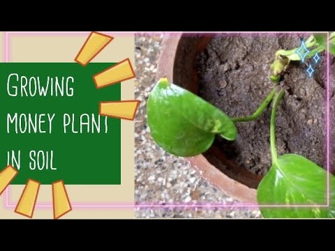 How to grow money plant in soil|money plant in pot|grow money plant ...