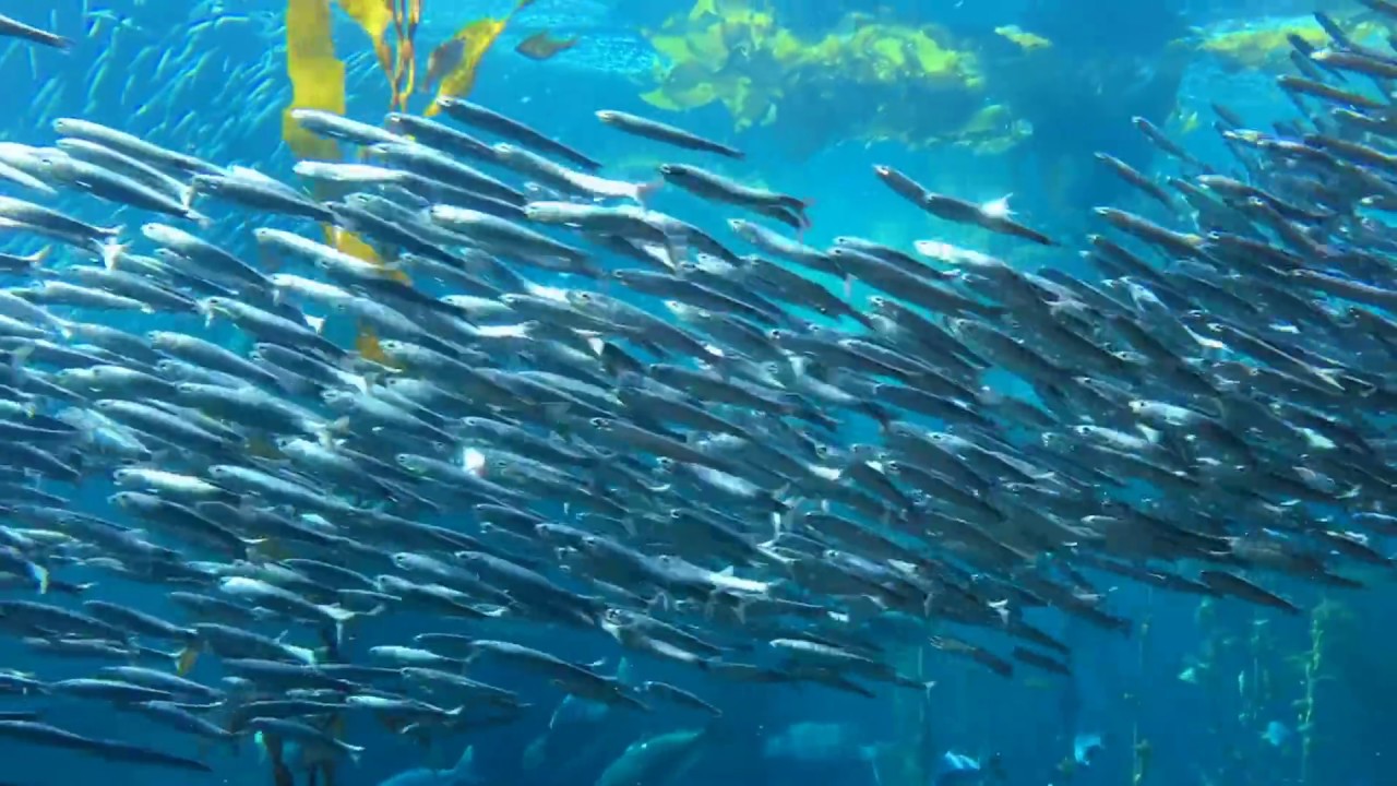 Schooling Behaviour of Fish - YouTube