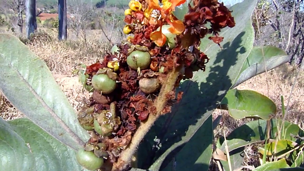Murici do campo mais uma fruta do cerrados pra mostrar pra vocês - YouTube