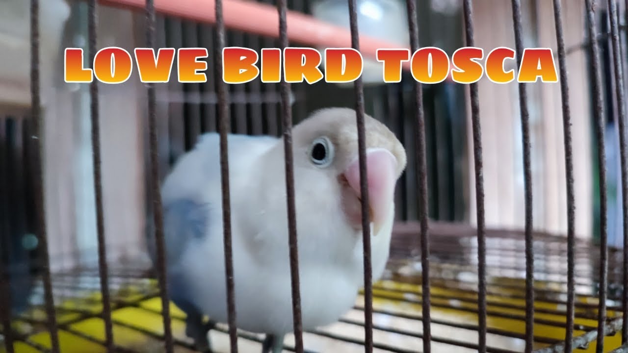 Bird Tosca Gray Love Bird in a Cage - YouTube