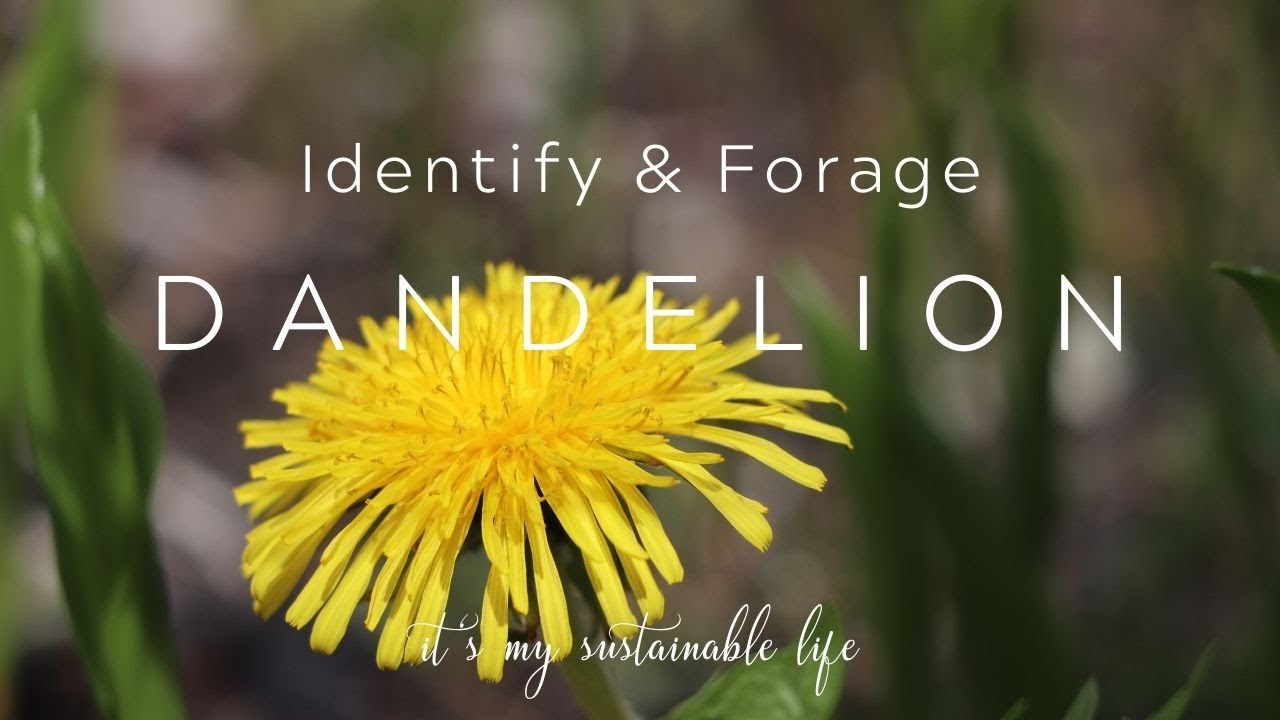 Identifying & Foraging Dandelion {And A Few Fun Facts} - YouTube