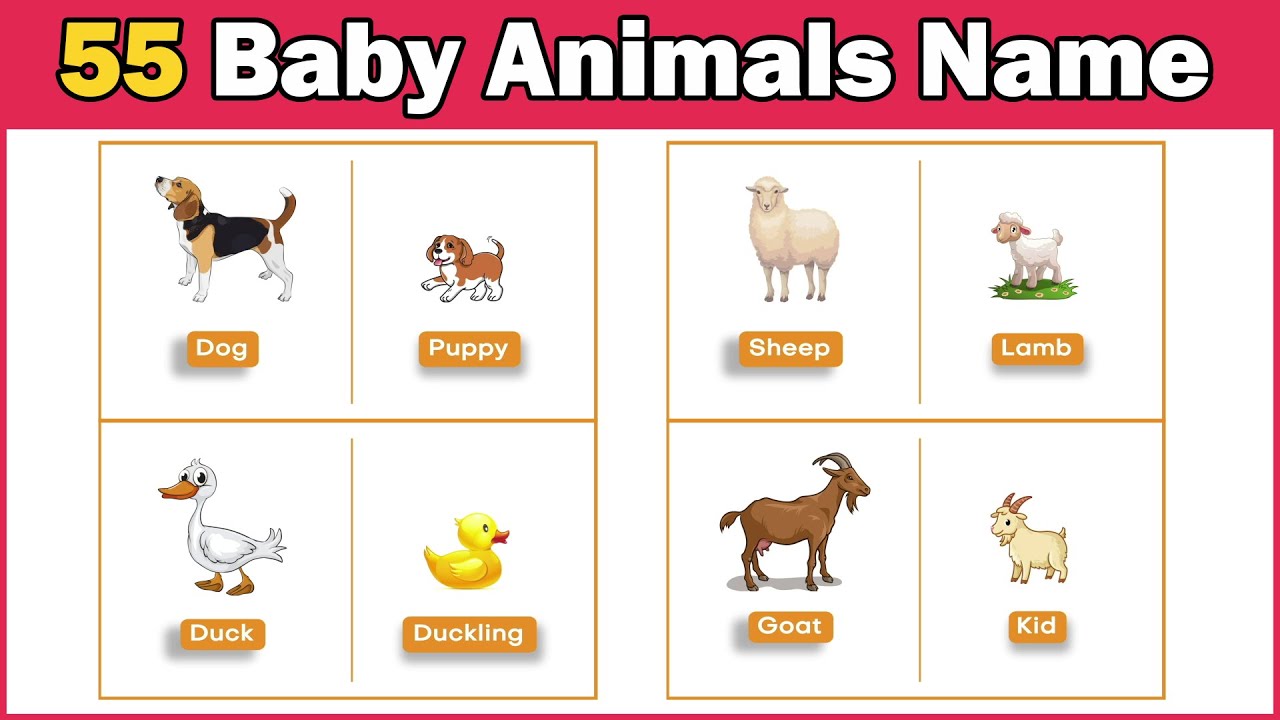 55 Baby Animals: Names of Baby Animals and Their Parents #babyanimals # ...