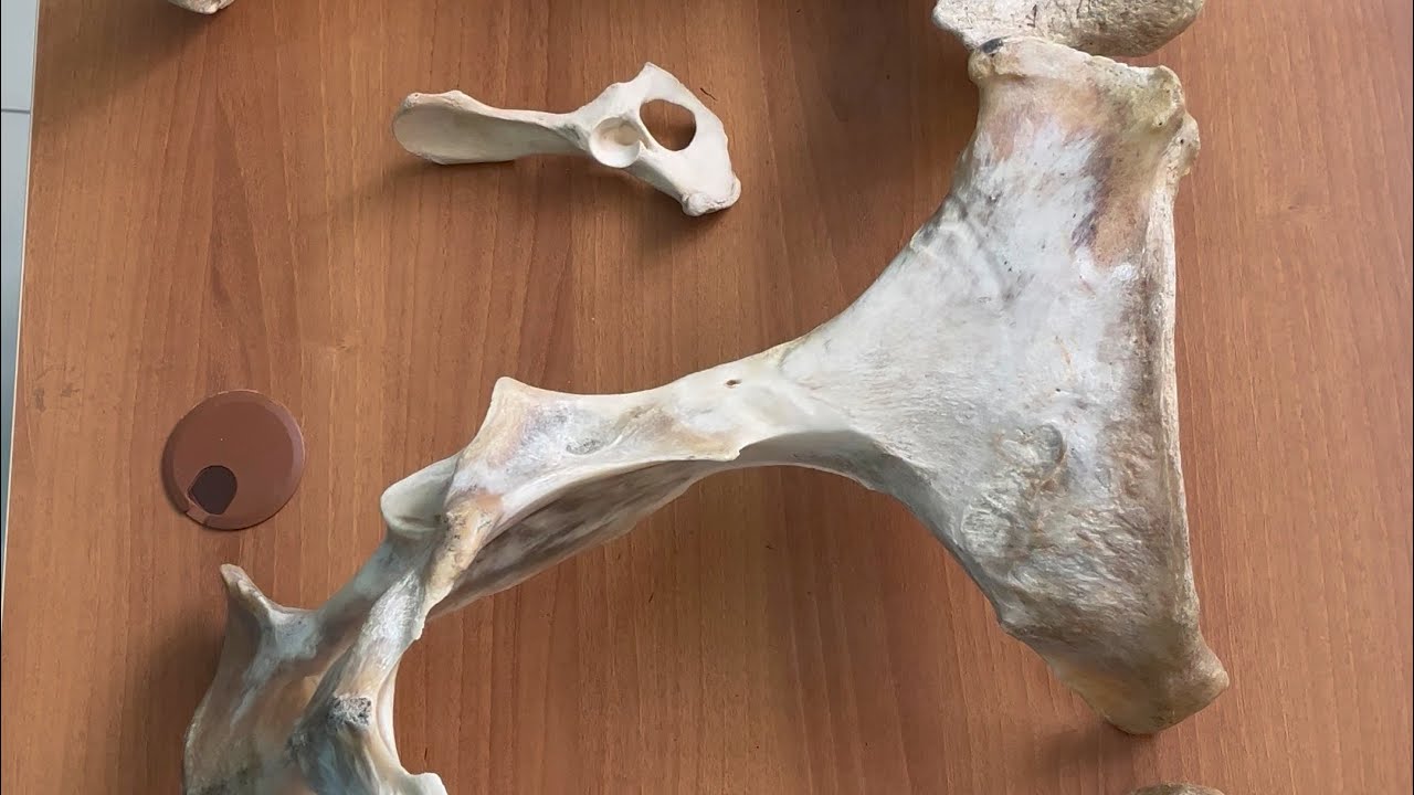 OS COXAE VETERİNER ANATOMİ - YouTube