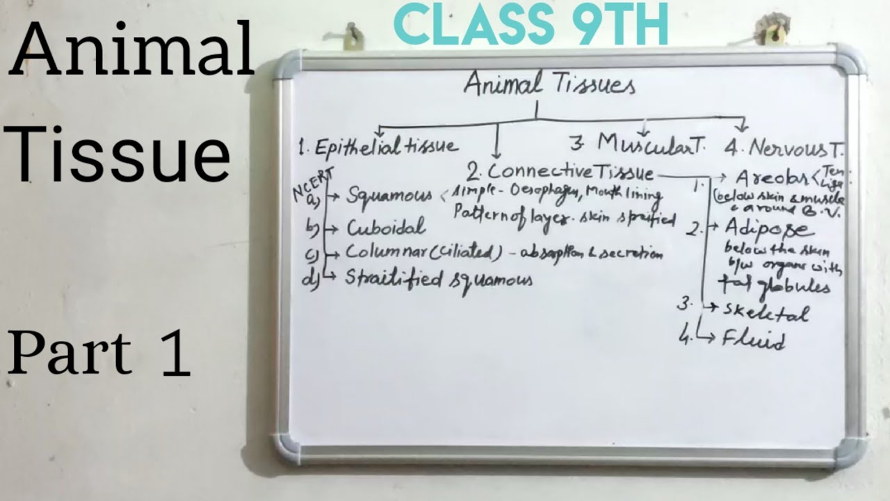 Animal Tissue Class 9th part 1st - YouTube