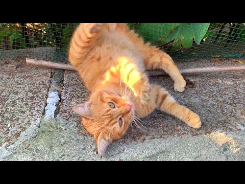 Stray cat somersaults for attention, super cute - YouTube
