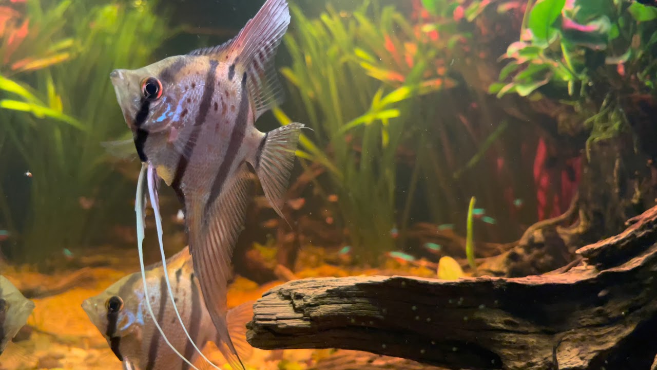 Südamerika „Amazonas“ Aquarium (Folge 1) | 4K Video - YouTube