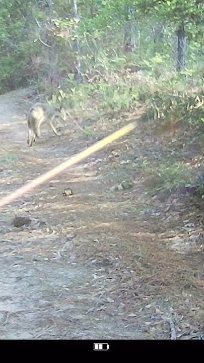 [CAPTURED] Marion Co. *CHUPACABRA* on Trail Cam. Amazing Video! - YouTube