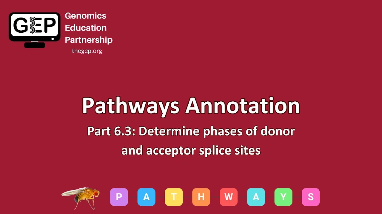GEP | Pathways Gene Annotation Part 6.3 - Determine phases of donor and ...