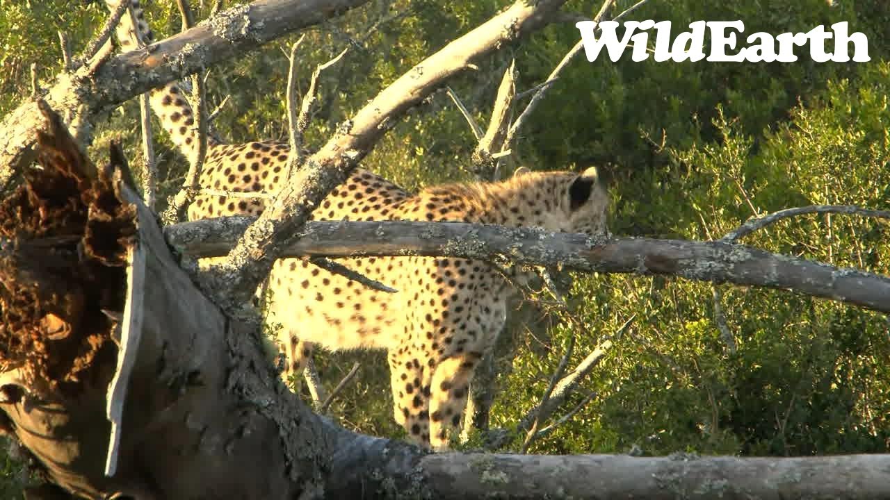 Cheetah in a tree! - YouTube