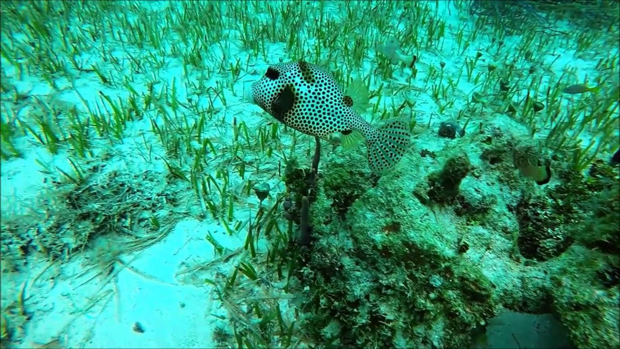 Under Pressure Pacman, Crab Wall - YouTube