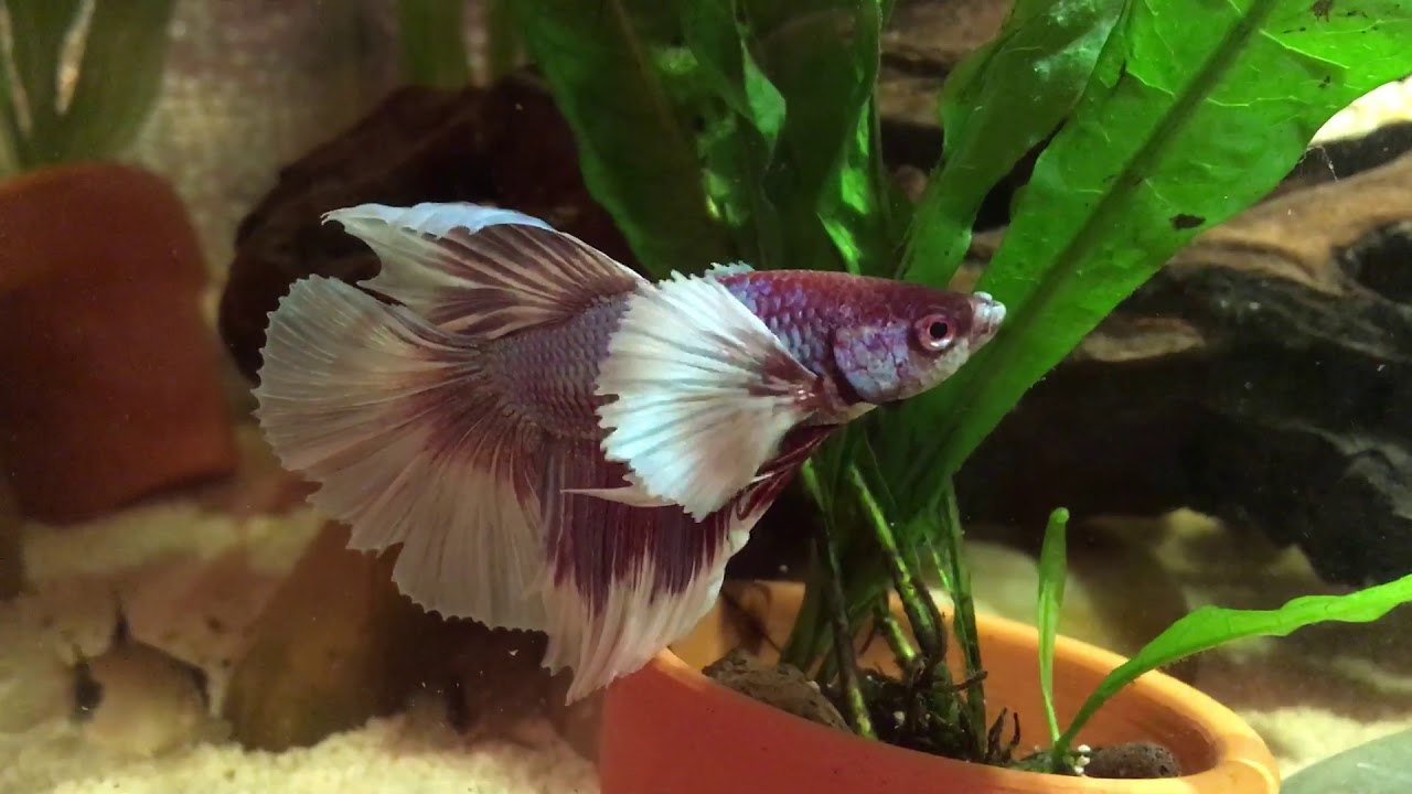 Male Betta Sir Finley & Panda Cory’s Day Three - YouTube