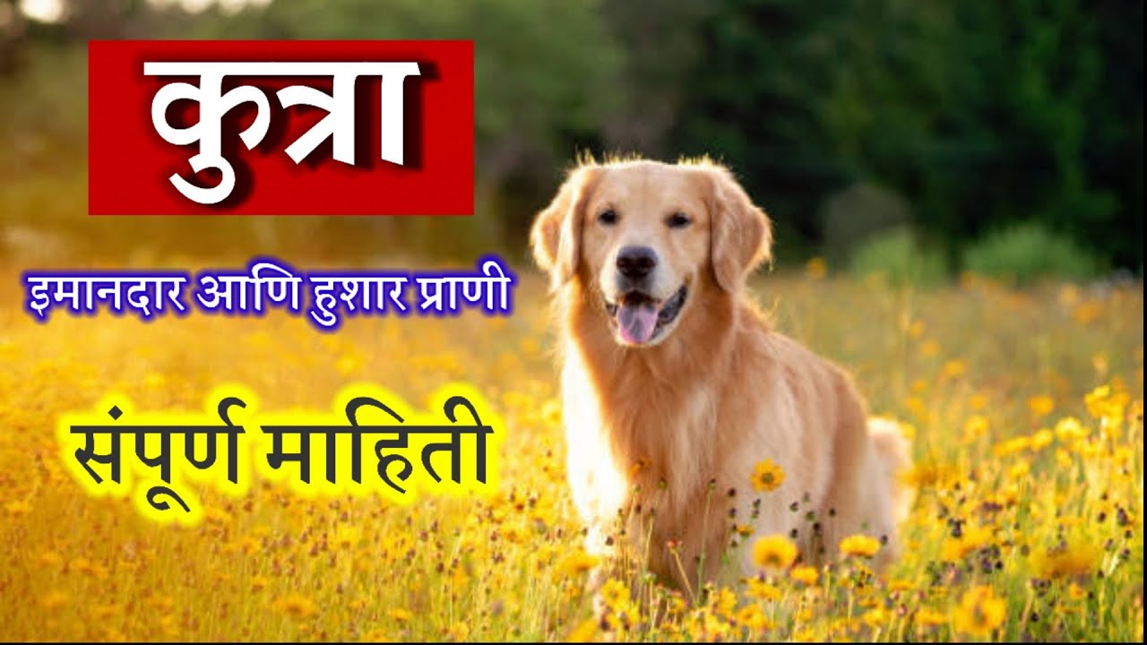 कुत्रा माहिती मराठी | kutra marathi mahiti - YouTube