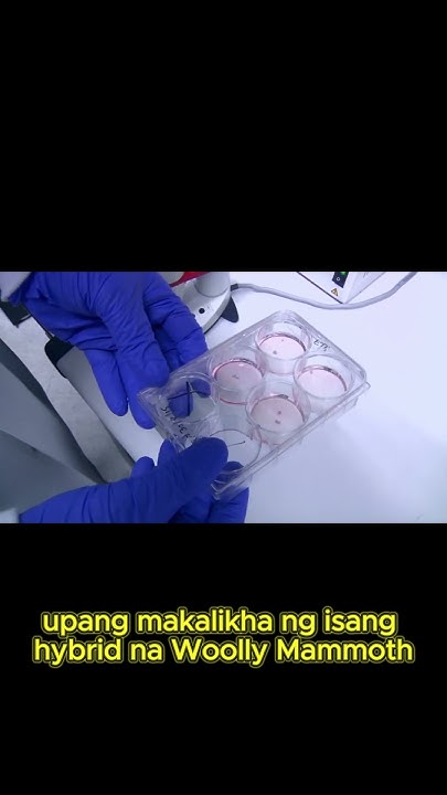 Woolly Mammoth! de-extinction, extinct animals, bringing back species ...