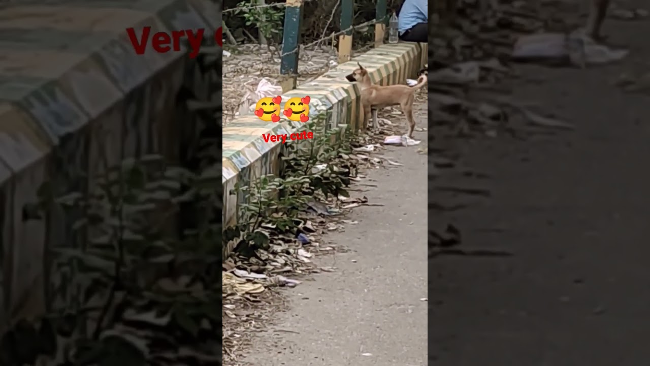 very cute😘 street puppy on road # save street dogs - YouTube