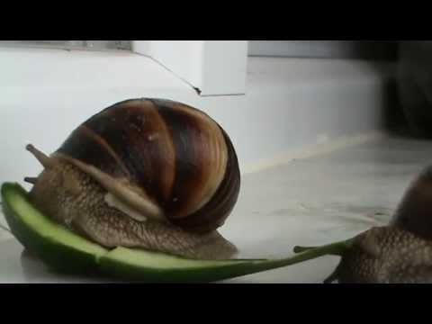 Salyangoz  ( İlbiz )  Çiftliği   (Escargots de la ferme)  1