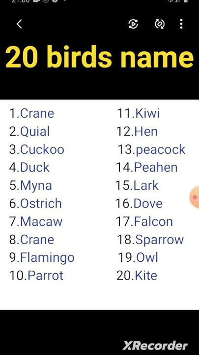 20 birds name##study yt#### - YouTube