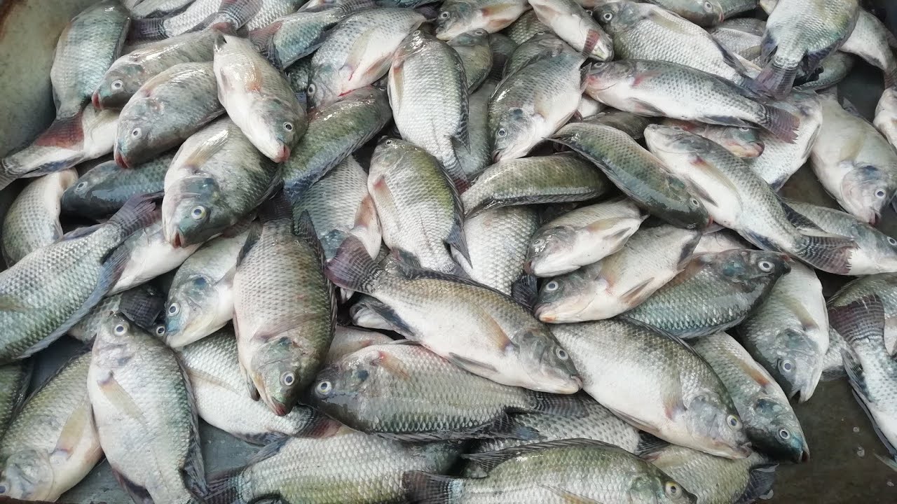 Amazing Local Fish of Bangladesh || Most Crowd Fish Bazar || Super Busy ...