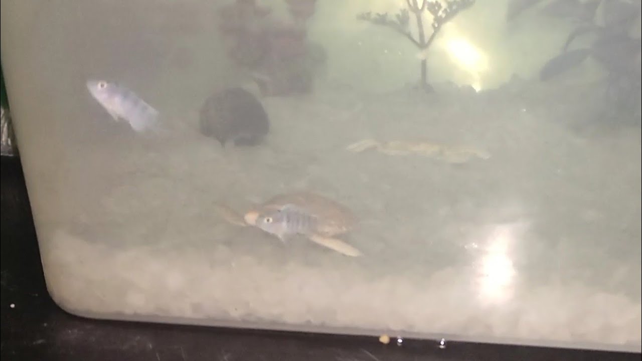 Blue cichlid fish | Cichlid fish babies | Container aquarium - YouTube