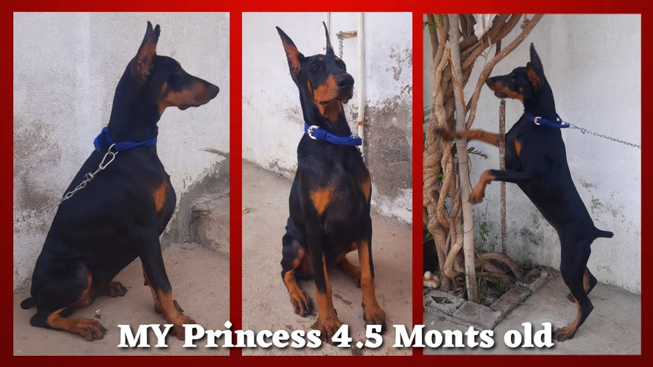 Natural staking and How to care for leg banding - YouTube