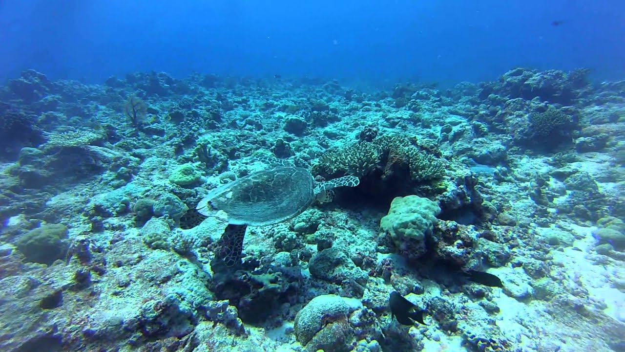 Palau and Yap Diving - YouTube