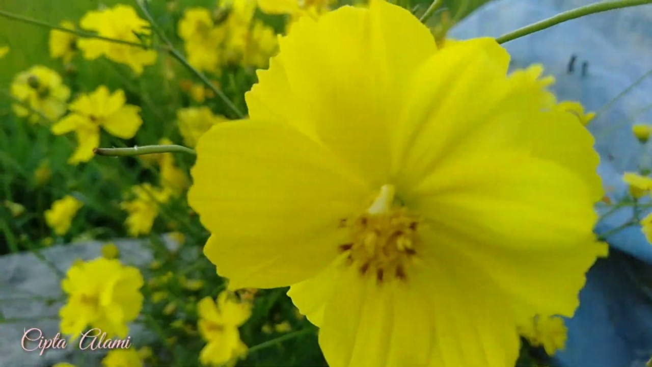 INILAH Rahasia!! Cara Menanam dan Merawat Bunga Kenikir Kuning Supaya ...