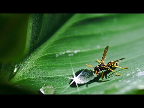 Rain Sounds For Sleeping Status || Rain Status Video || Rain Sounds For Sleeping || Rain Status