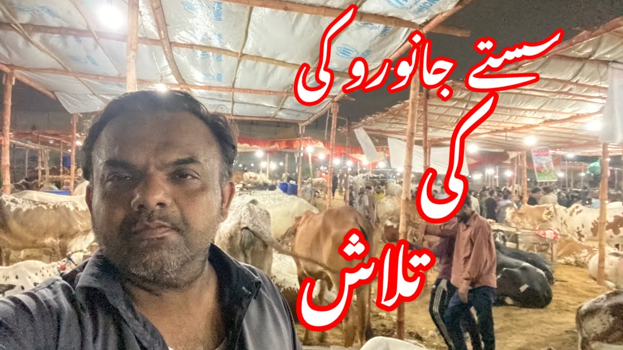 Shah Cattle And Goats Farm Qurbani 2025 - YouTube