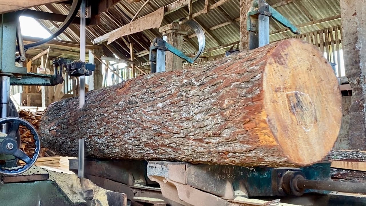 Pine wood is ready to be processed into thin and thick boards - lumber ...