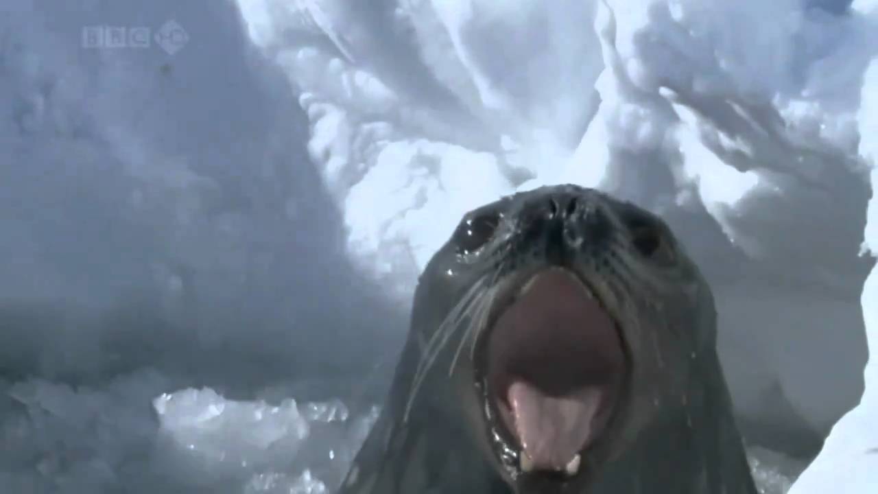 Foca Gritando ( ulhuulll :D ) - YouTube