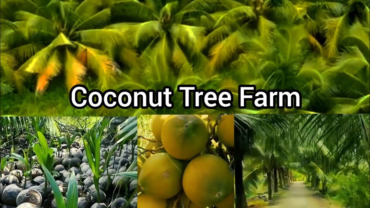 discover beauty of coconut Farm .. নারকেল বাগান .. - YouTube