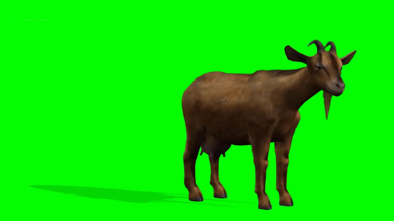FREE-Goat-GREEN SCREEN HD - YouTube