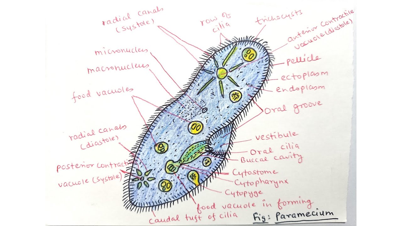 How to draw Paramecium/ step by step drawing for beginners - YouTube
