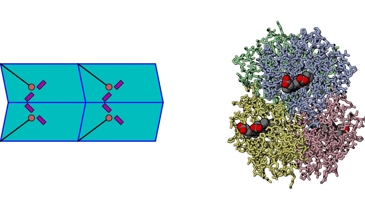 Allosterie bei Hämoglobin: Ein eingespieltes Team - YouTube