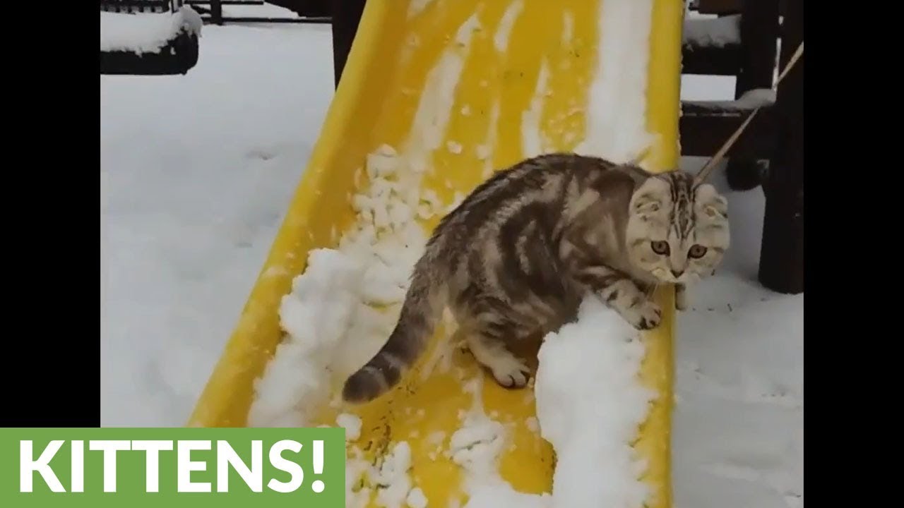 Unique cat loves to go down the slide - YouTube