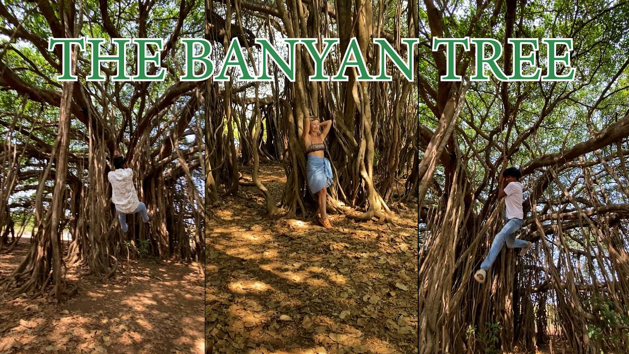 The banyan tree goa Arambol #banyantree #goadiaries #smpvlogs # ...