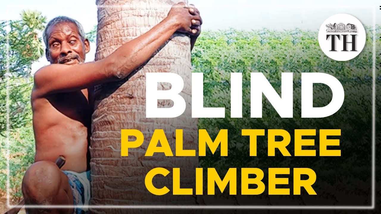 Blind palm tree climber inspires many - YouTube