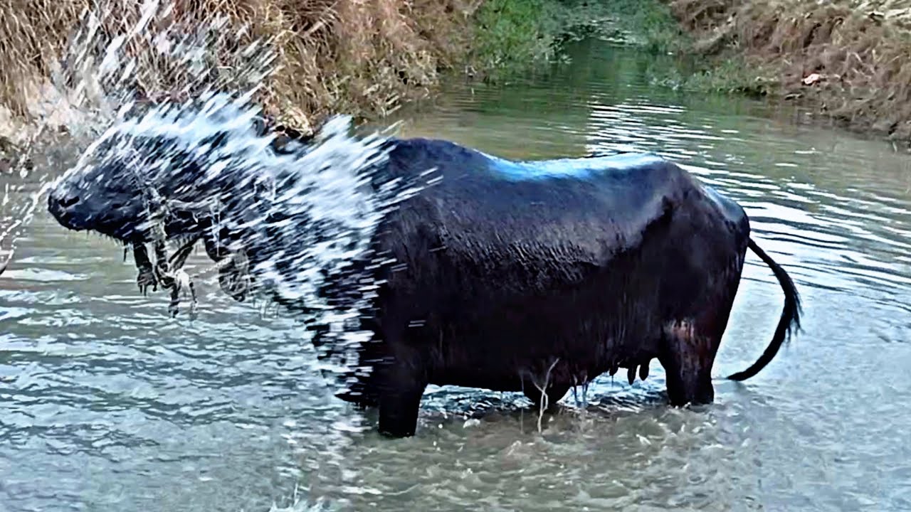 Buffalo Swimming Enjoy s Masti 🥰 - YouTube