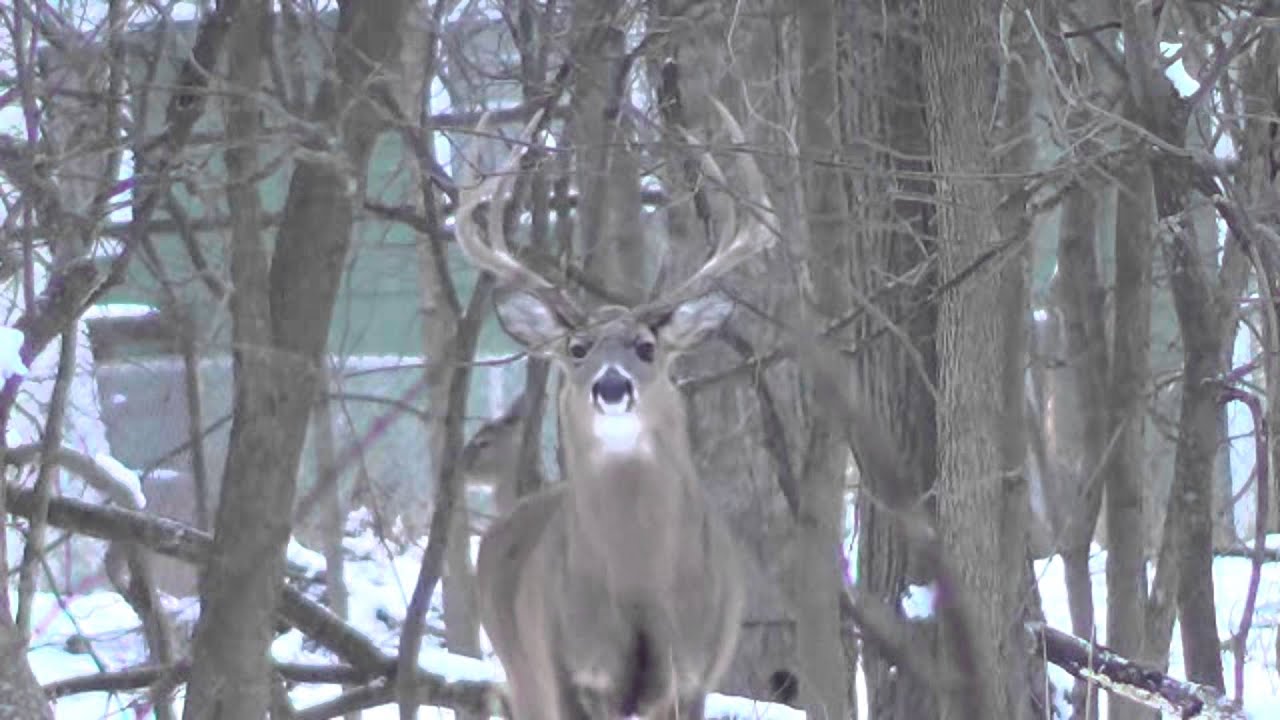 150" Class Monster Whitetail - 2 - YouTube