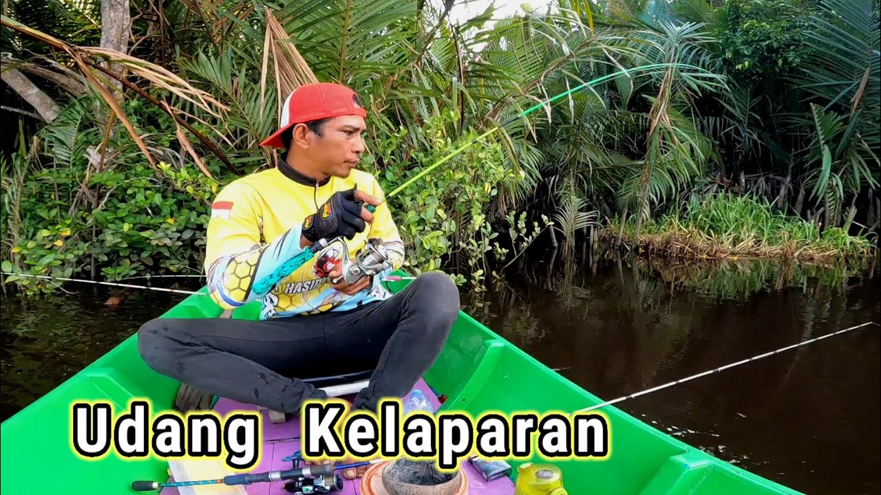 Pancing Udang Galah di serbu udang bujang Landung yang kelaparan #338 ...