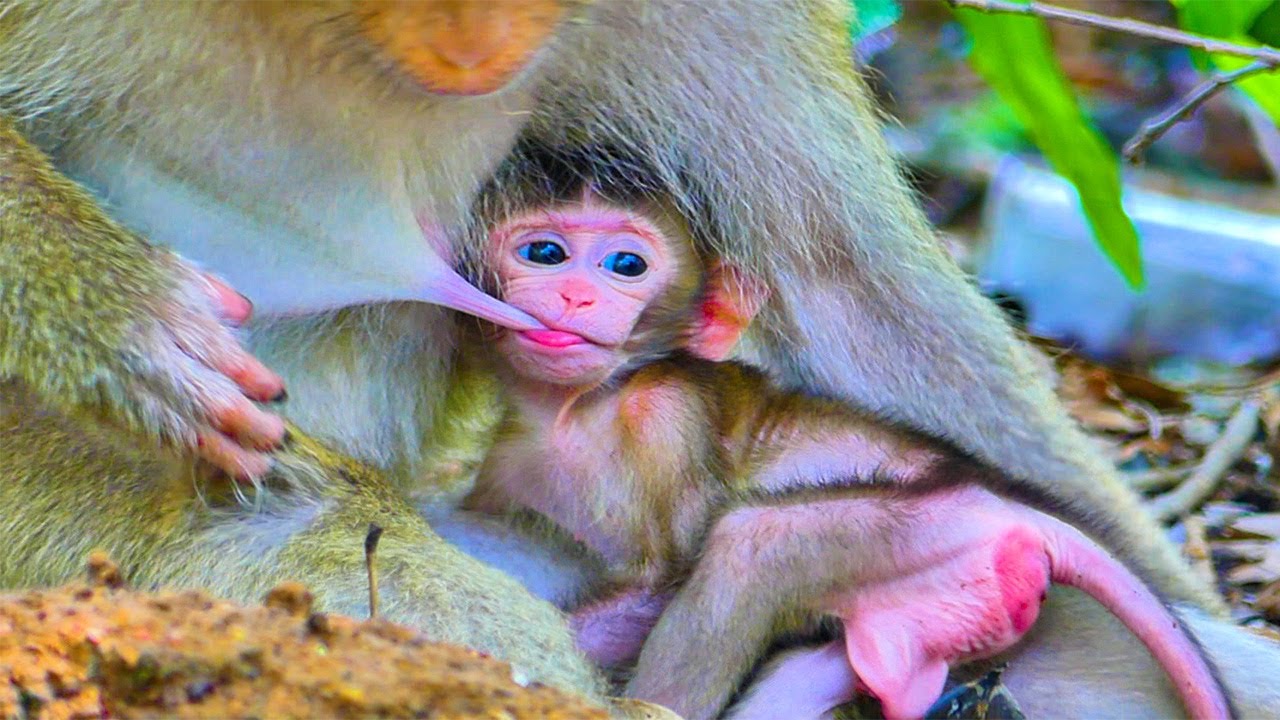 Sweet milk..!! Baby SABA does not waste time getting sweet milk when ...